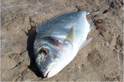 % Daurade royale en digue. Daurade royale en digue. - Sunset Fishing