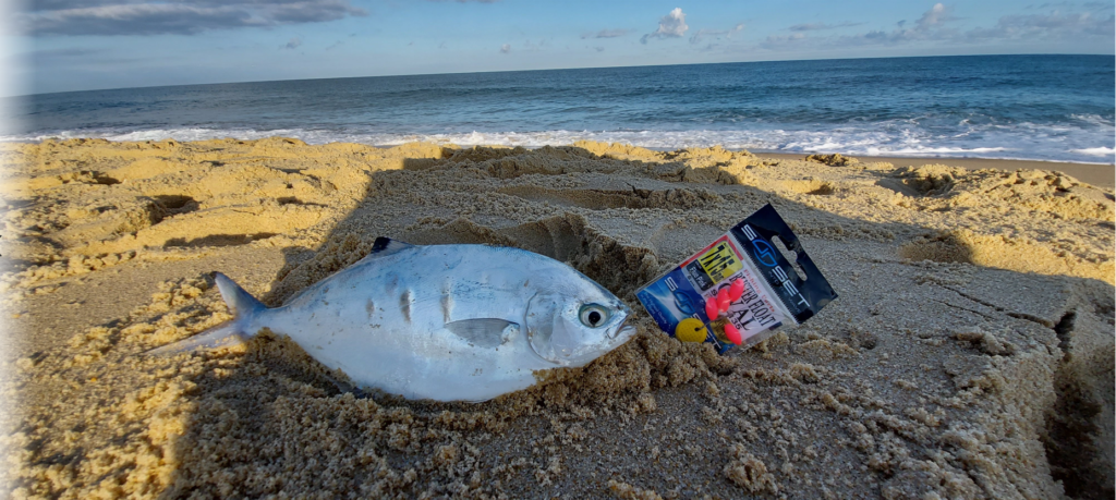 La liche glauque - Sunset Fishing La liche glauque La liche glauque