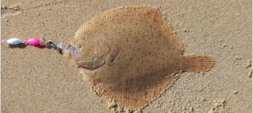 COMMENT PÊCHER LE TURBOT EN ATLANTIQUE ? - Sunset Fishing